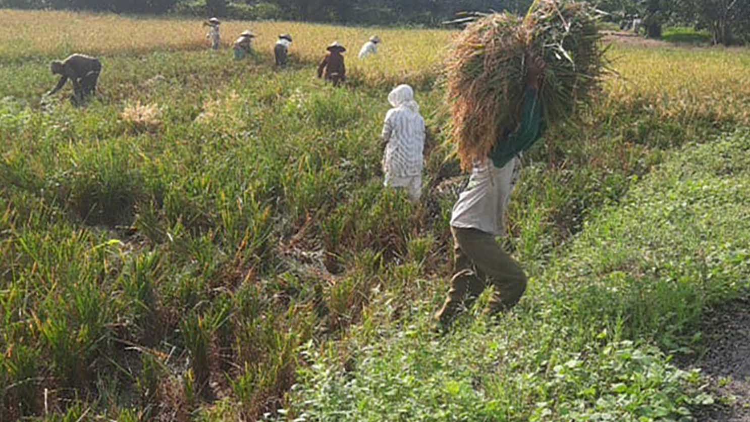 Sawah di Desa Paduraksa dan Desa Sumber Karya Tidak Banjir Lagi
