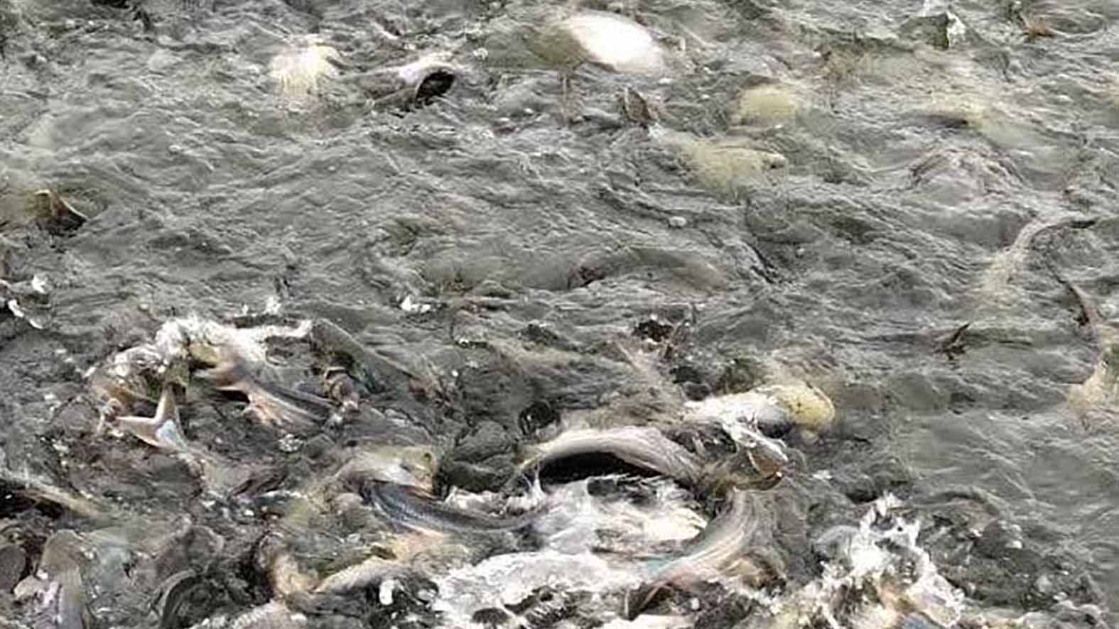 Musim Hujan Jadi Tantangan Pembudidaya Ikan Patin di Musi Rawas, Banyak ...