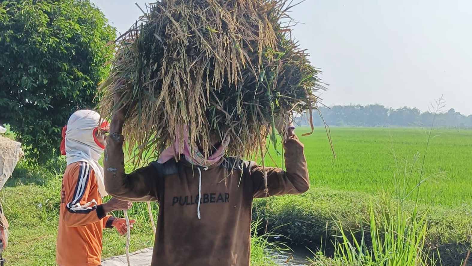 Diserang Hama Tikus Produksi Padi Menurun