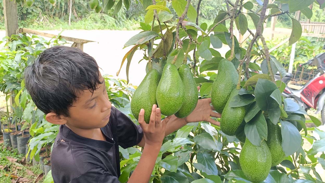 Ini Dia Keunggulan Budidaya Alpukat Red Vietnam