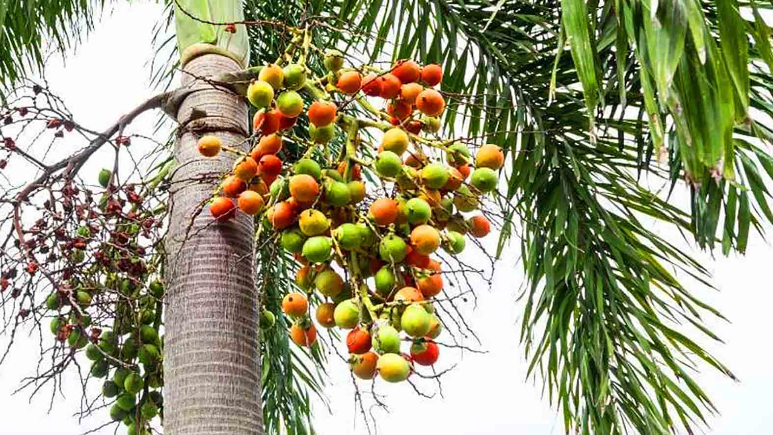 Kandungan Alkaloid Buah Pinang, Selain Vitalitas Manfaat Bagi Lansia ...