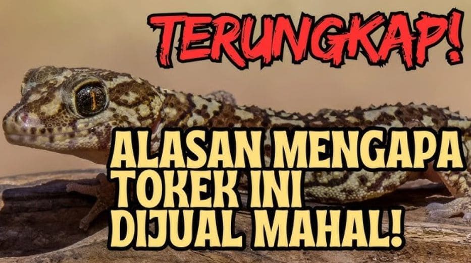 Harga Tokek Mahal Tembus Miliaran Per Ekor, Ternyata Ini 5 Alasan ...