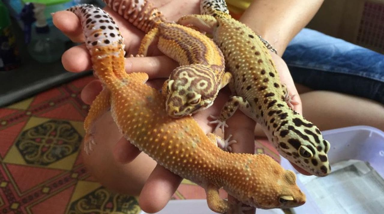 Koleksi Reptil Mewah? Tokek Albino Jadi Primadona Pecinta Eksotik