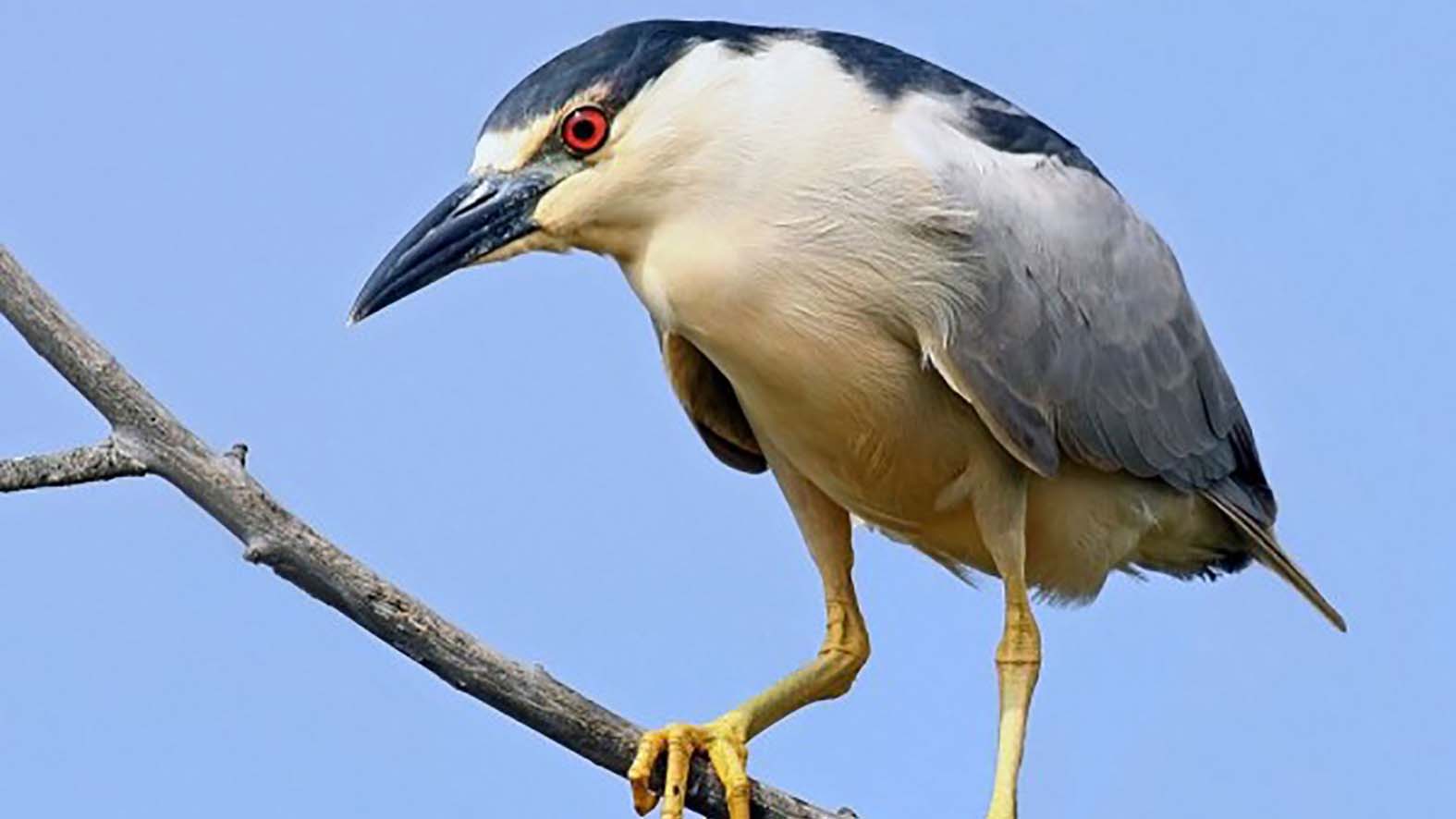 Burung Koak Bagian dari Ekosistem Hutan dan Identitas Budaya Timor