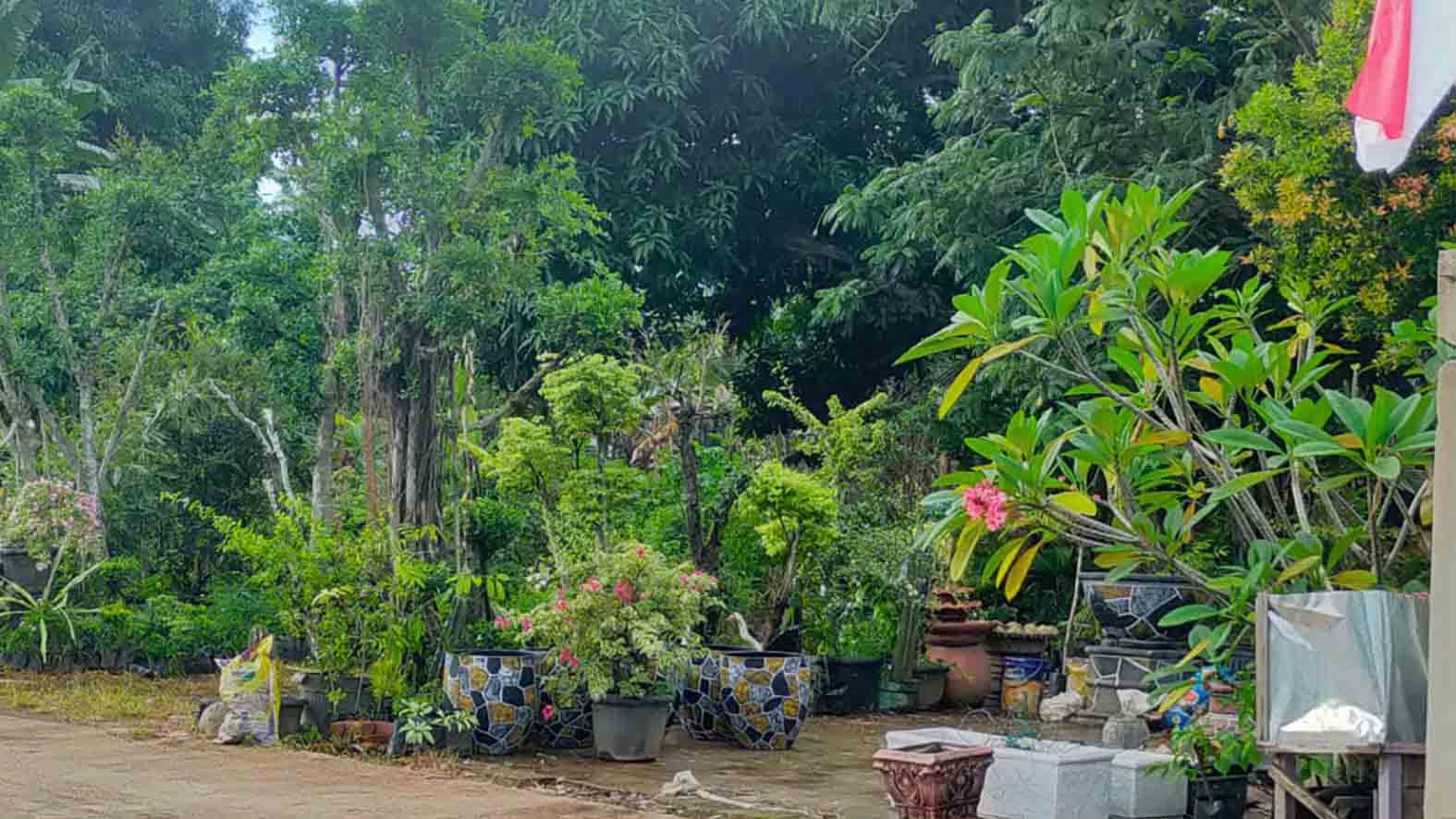 Depot Bunga Mekar Sari Lubuk Linggau, Hadirkan Aneka Pilihan Tanaman Hias