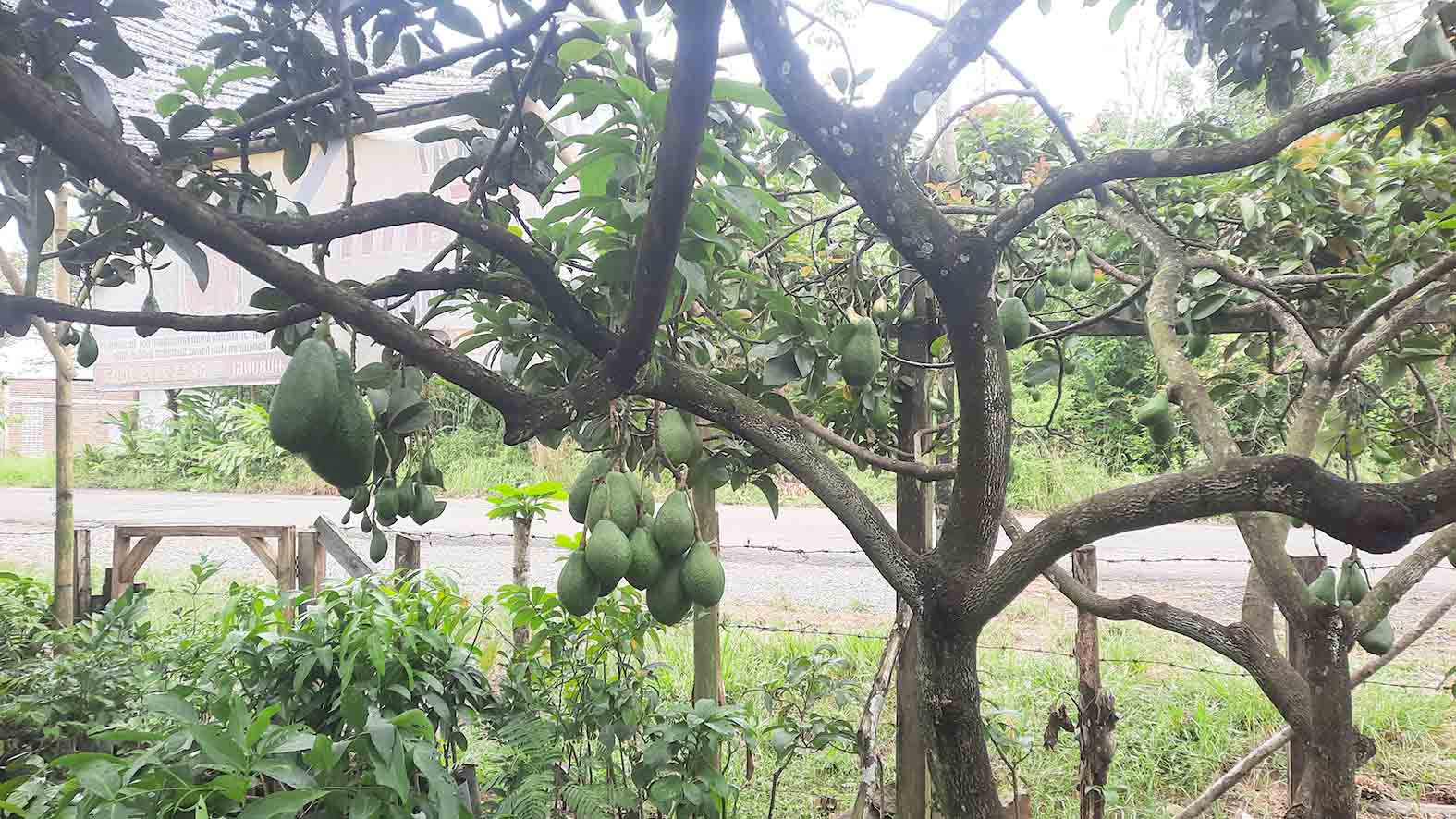 Musi Rawas Cocok Pengembangan Buah Alpukat, Joni Prasetyo Buktikan ...