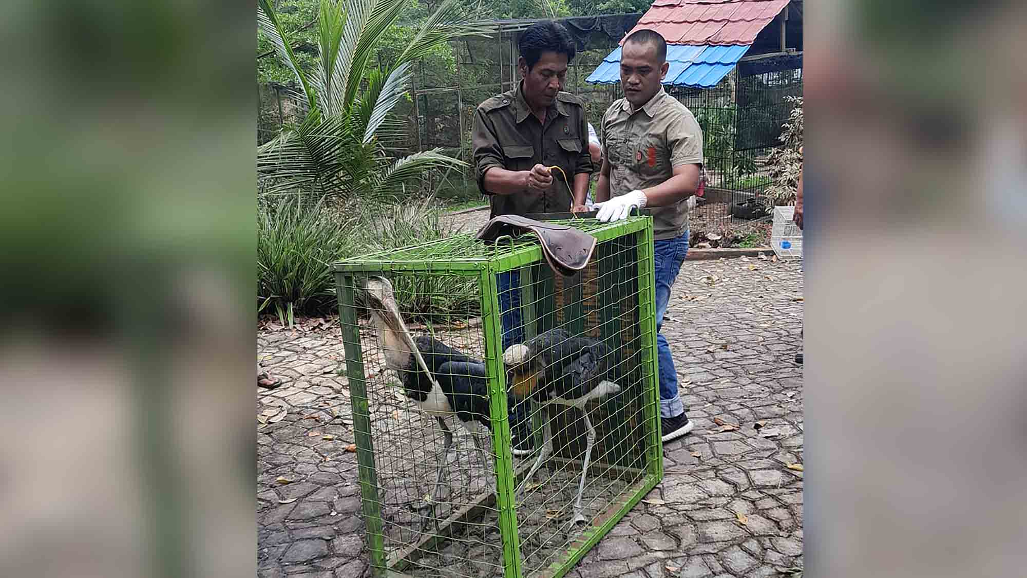 10 Satwa Diselamatkan BKSDA Sumsel di Taman Satwa di Agrowisata Kebun ...
