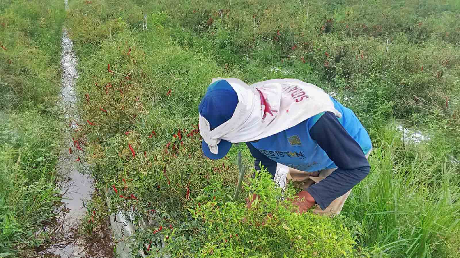 Petani Cabai di Musi Rawas Mulai Siapakan Lahan Untuk Musim Tanam ...