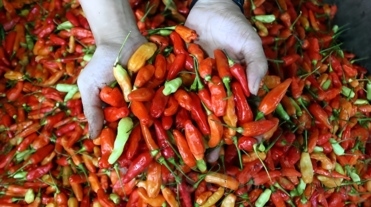 Harga Cabai Rawit Merah Tembus Rp 100 Ribu per kg, Ini Penyebabnya Menurut Mentan!