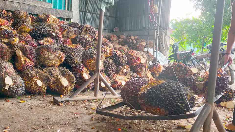 Harga TBS (Tandan Buah Segar) Kelapa Sawit Alami Kenaikan Harga di ...