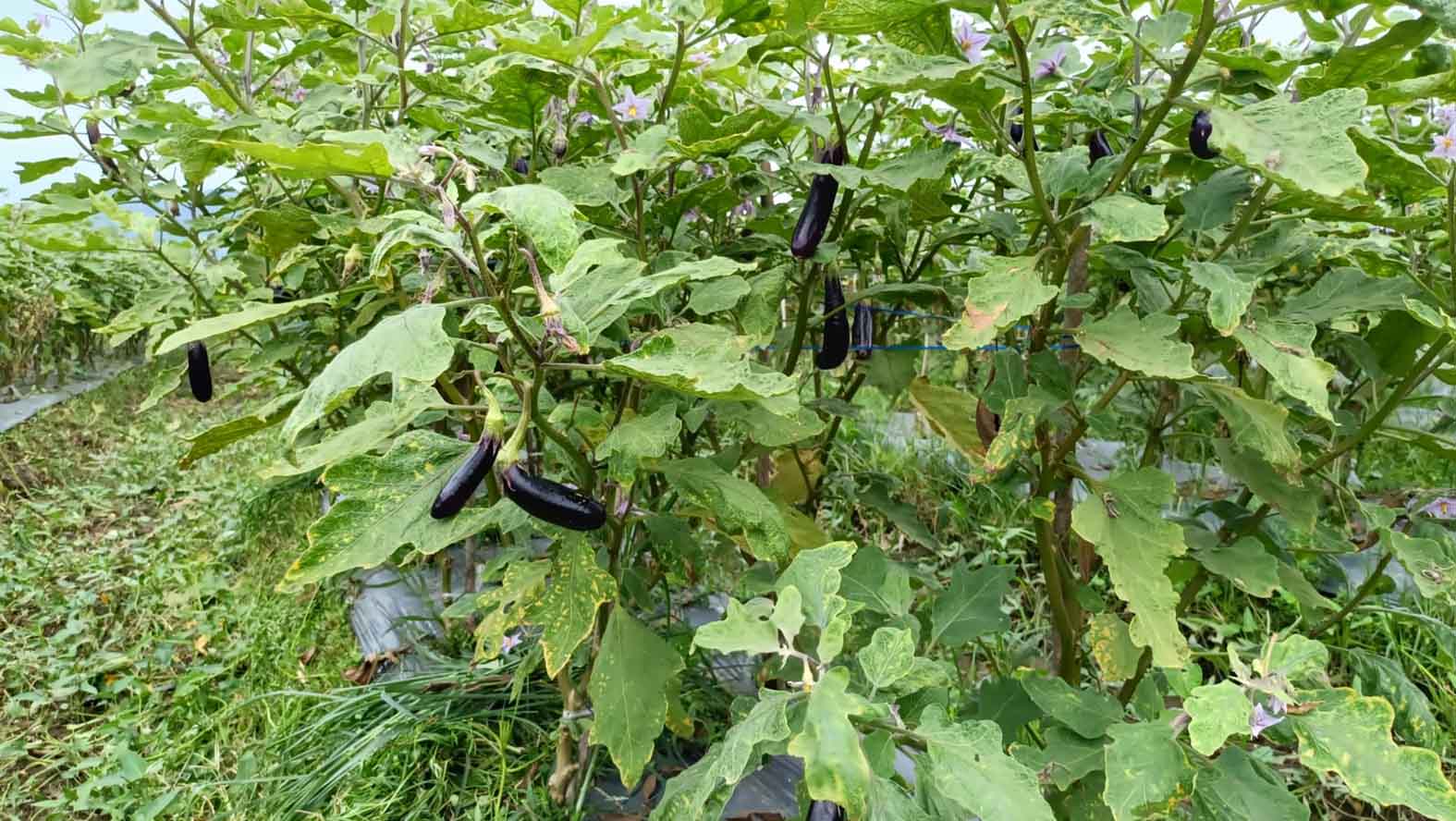 Ini yang Harus Dilakukan Jika Tanaman Terong Diserang Hama dan Penyakit