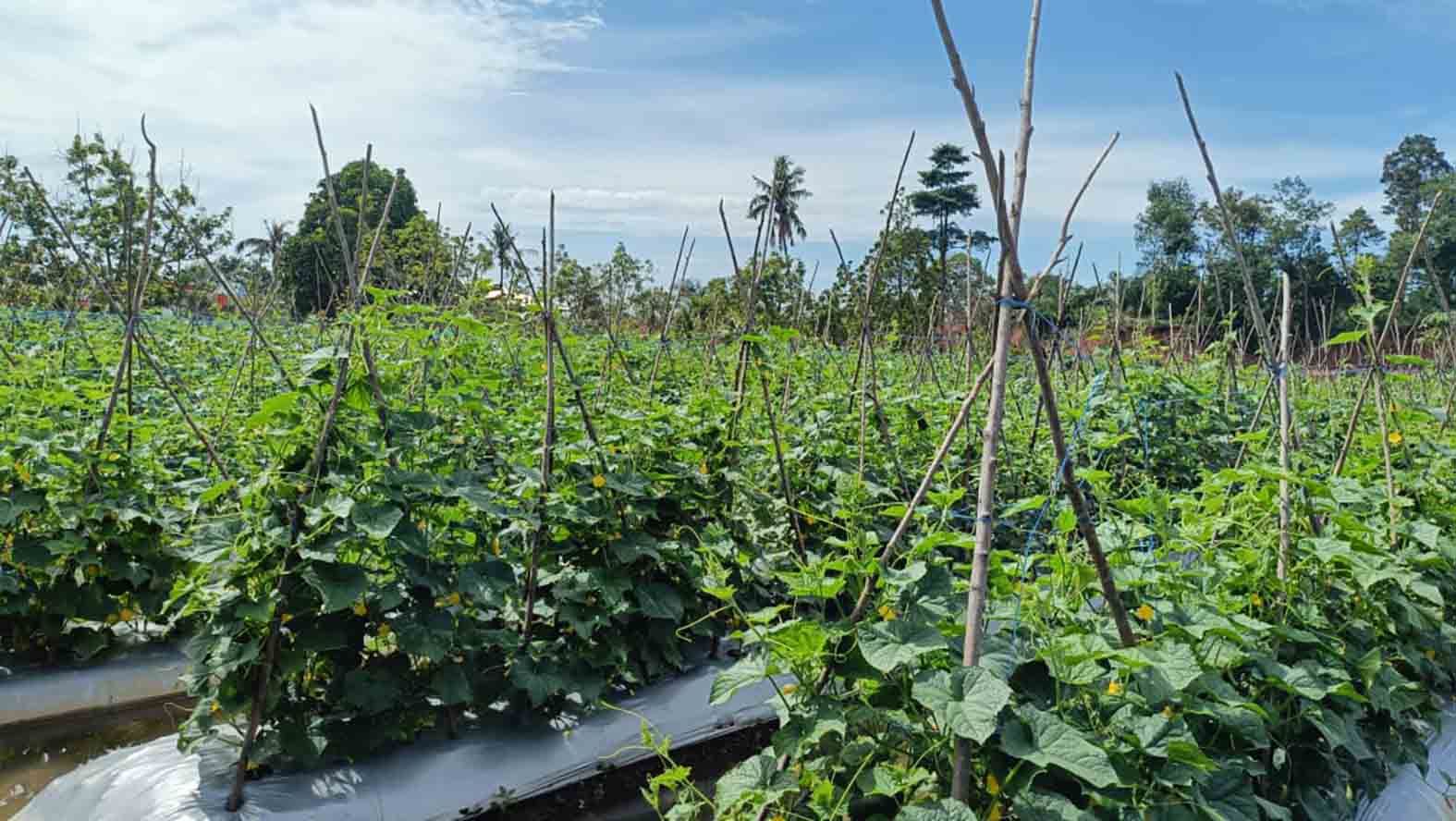 Harga Timun di Musi Rawas Anjlok Hanya Rp 2.000 Per Kg