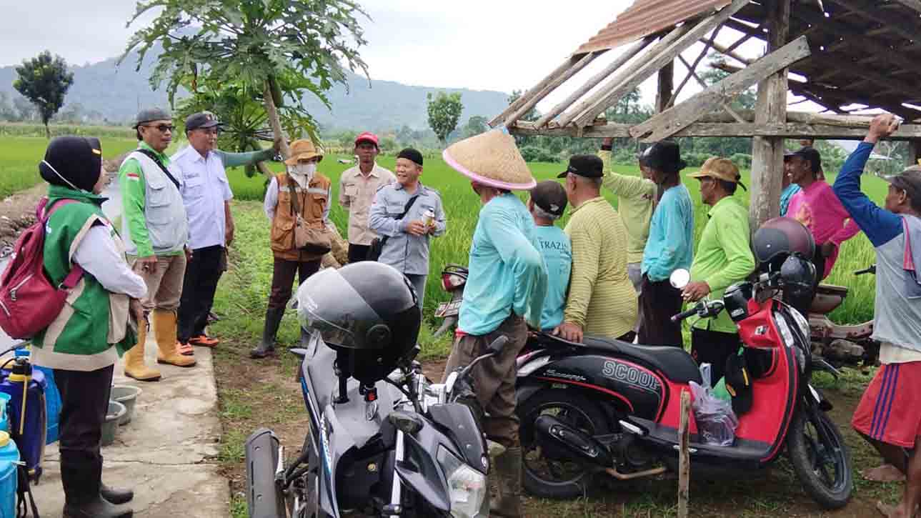 Hasil Monitoring, Petani di Musi Rawas Lakukan Gerdal Hama Penggerek Batang
