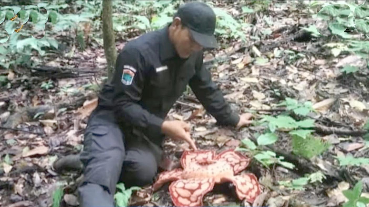Bunga Rafflesia Hasseltii Ditemukan di Muratara, Ini Penjelasan Kepala ...