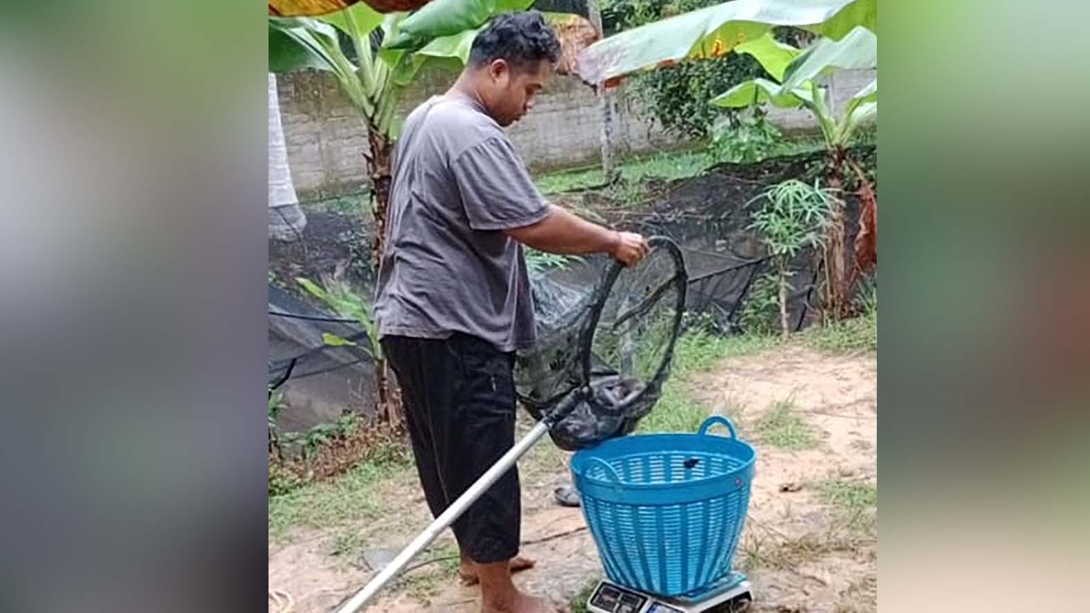 Sebelum Budidaya Ikan lele Pahami Penyakit dan Hama yang Menyerang