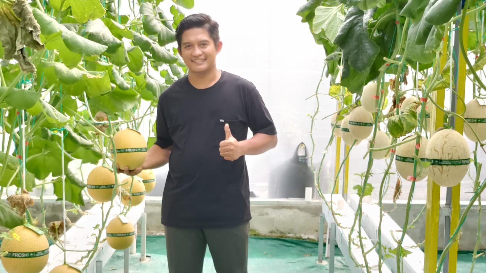 Petani Melenial Musi Rawas, Berhasil Kembangakan Budidaya Melon Menggunakan Metode Hidroponik
