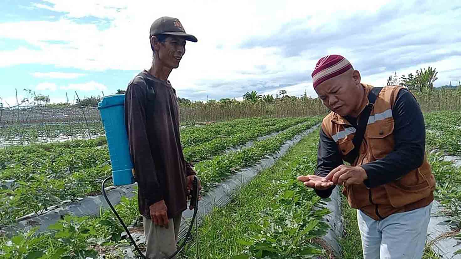 Ajak Petani Sayuran Rutin Monitoring Hama dan Penyakit Tanaman