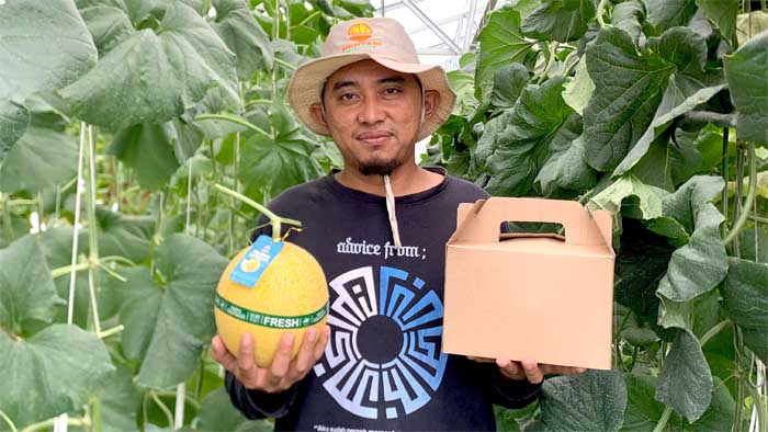 Libur Lebaran Masih Panjang, Nikmati Petik Buah Melon Premium di GH ...