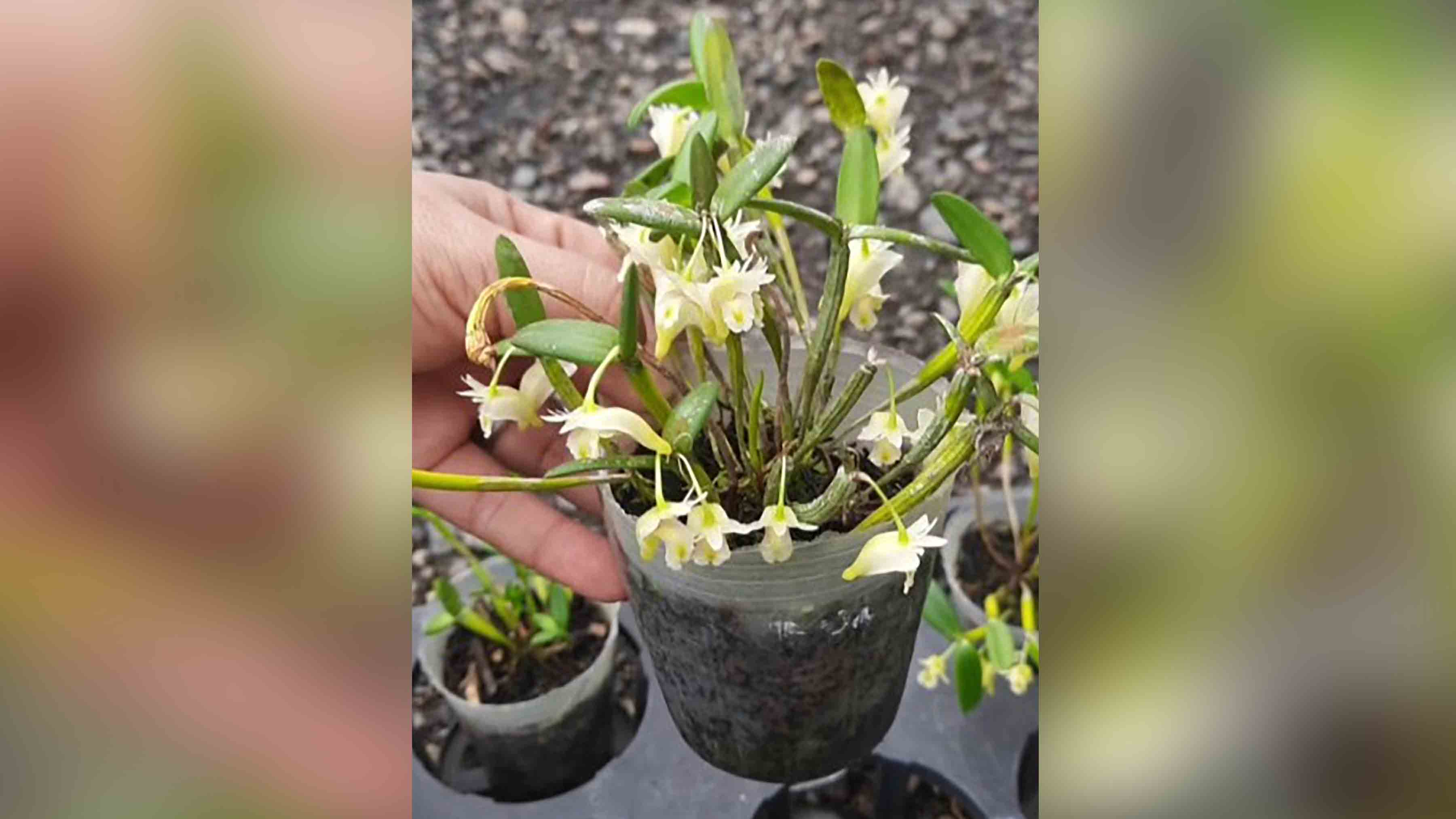 Anggrek Mini Dendrobium Pachyphyllum, Kecil namun Memikat Bisa Kalian ...